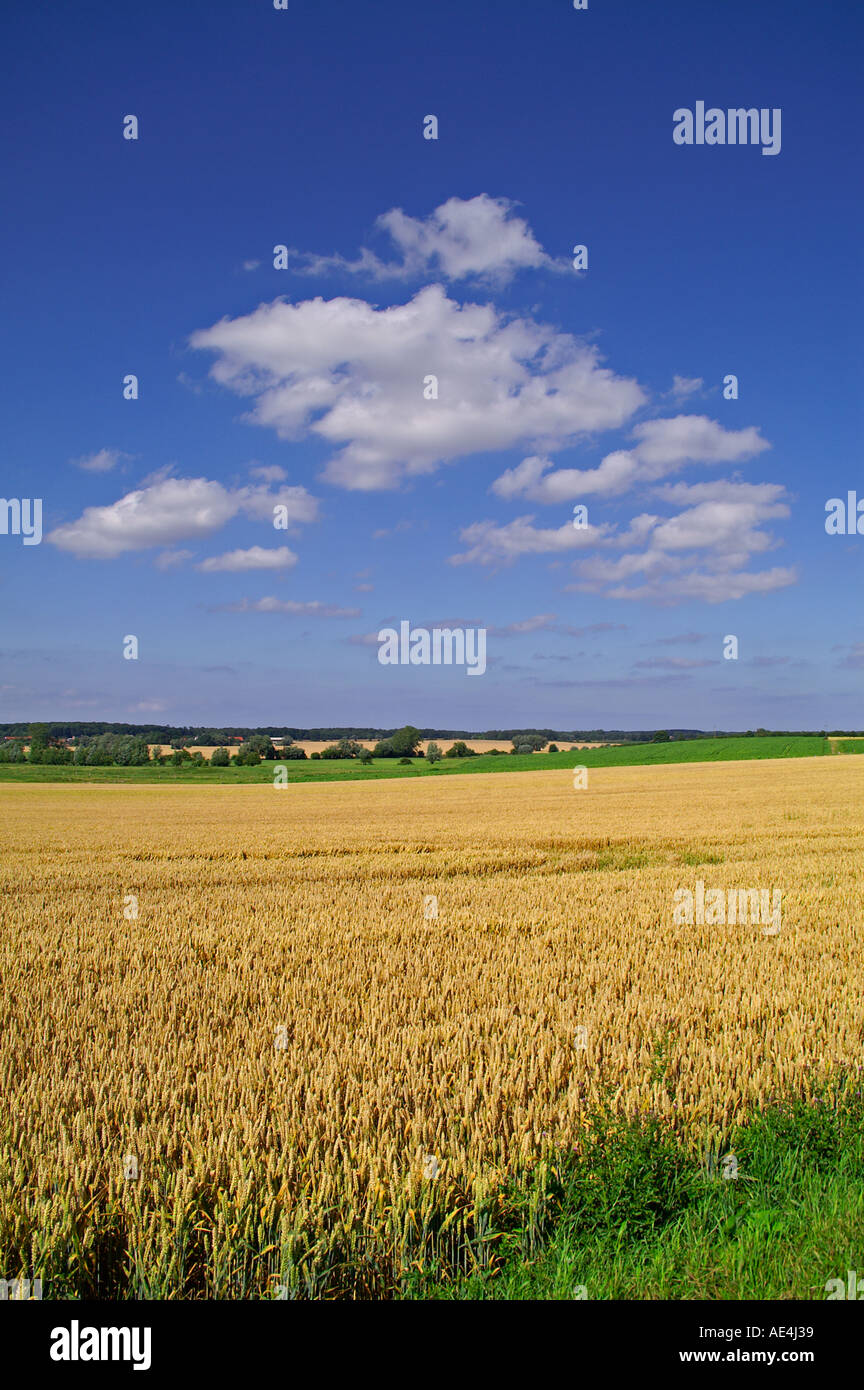 corn field landscape mecklenburg germany Stock Photo - Alamy
