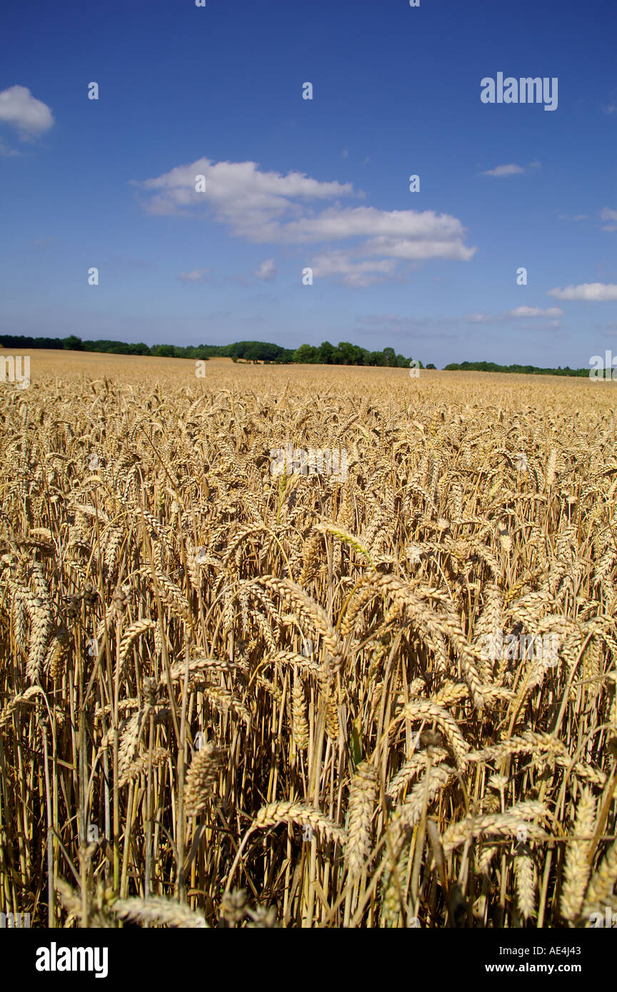 corn field landscape mecklenburg germany Stock Photo - Alamy