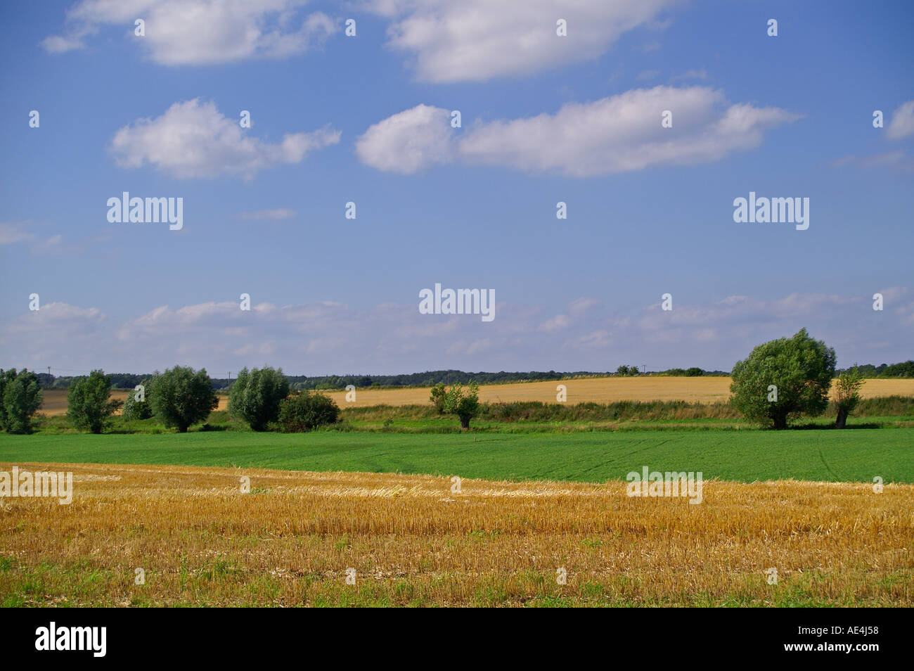 corn field and meadow landscape mecklenburg germany Stock Photo - Alamy