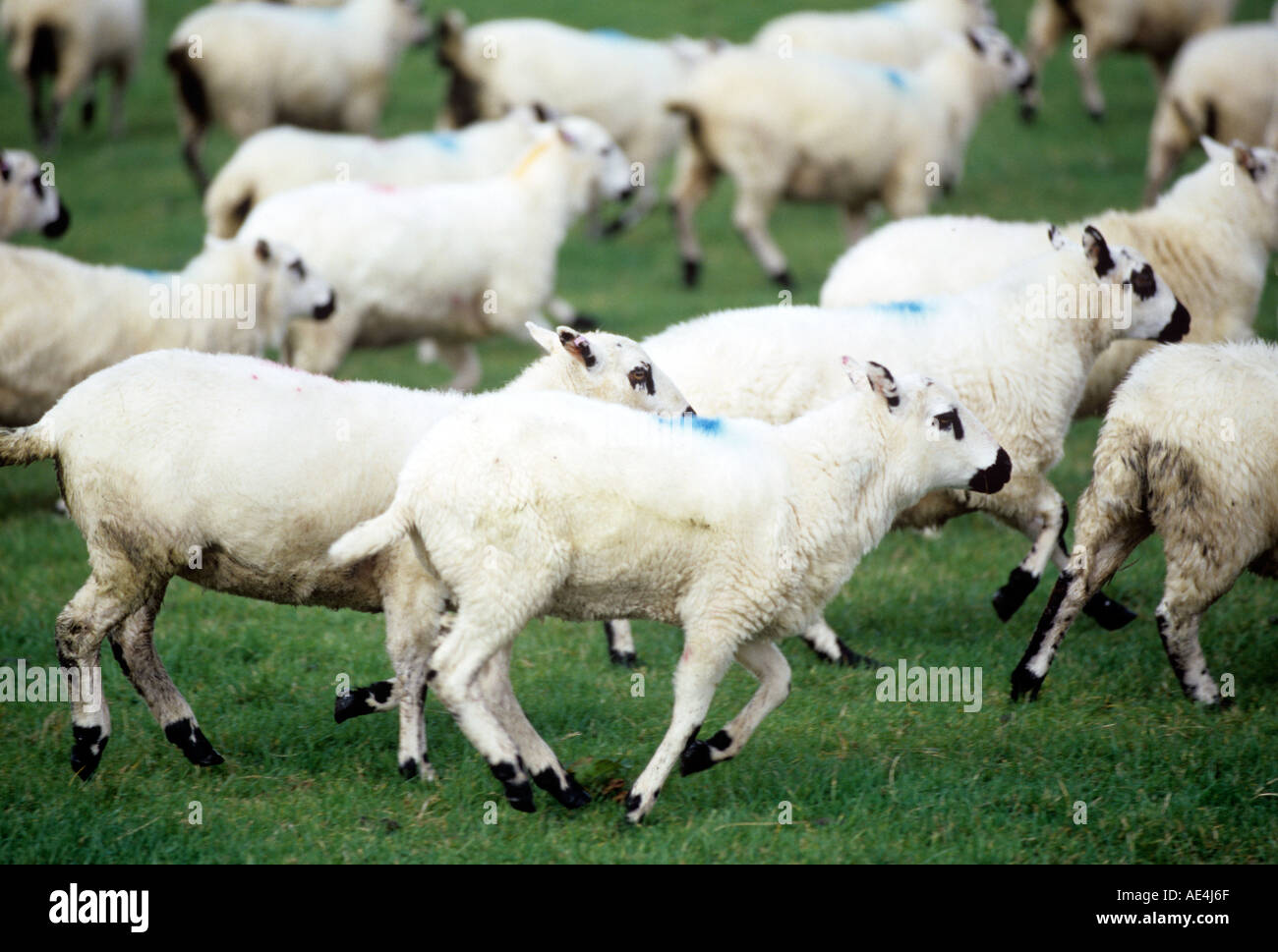 LAMBS RUNNING IN FIELD Stock Photo - Alamy