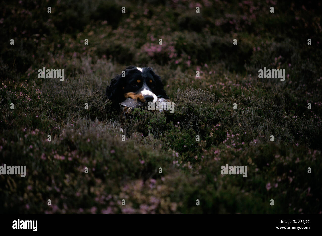 Game bird gun hi-res stock photography and images - Alamy