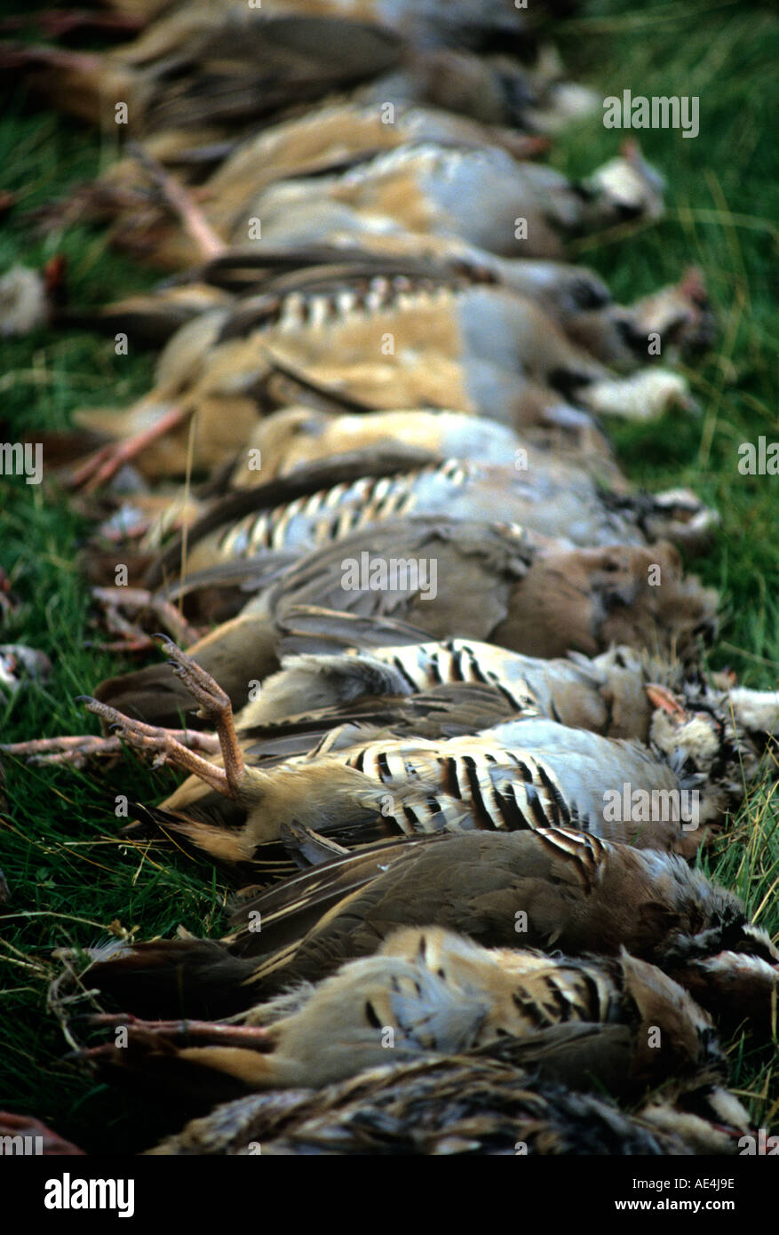 Partridge shoot hi-res stock photography and images - Alamy