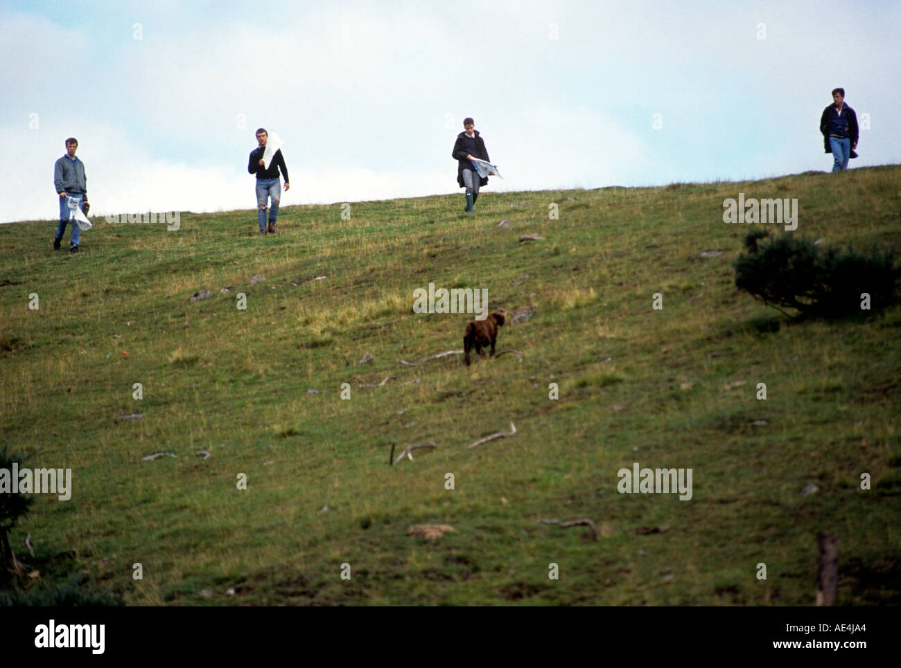 BEATERS WITH FLAGS WORKING THEIR WAY ACROSS THE MOORLAND ON A SHOOT IN ...