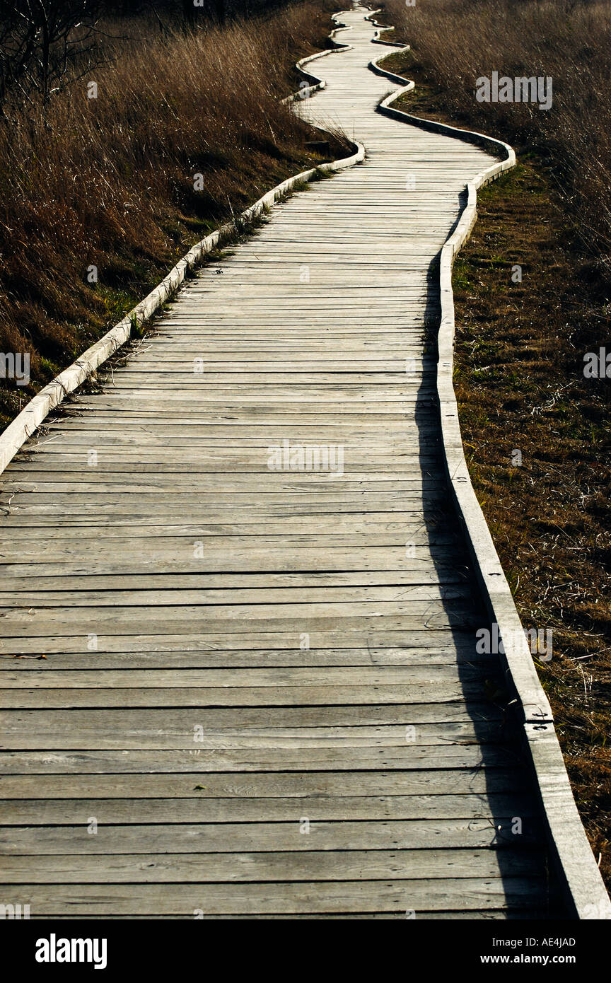 Wooden footpath leading through wetlands Stock Photo - Alamy