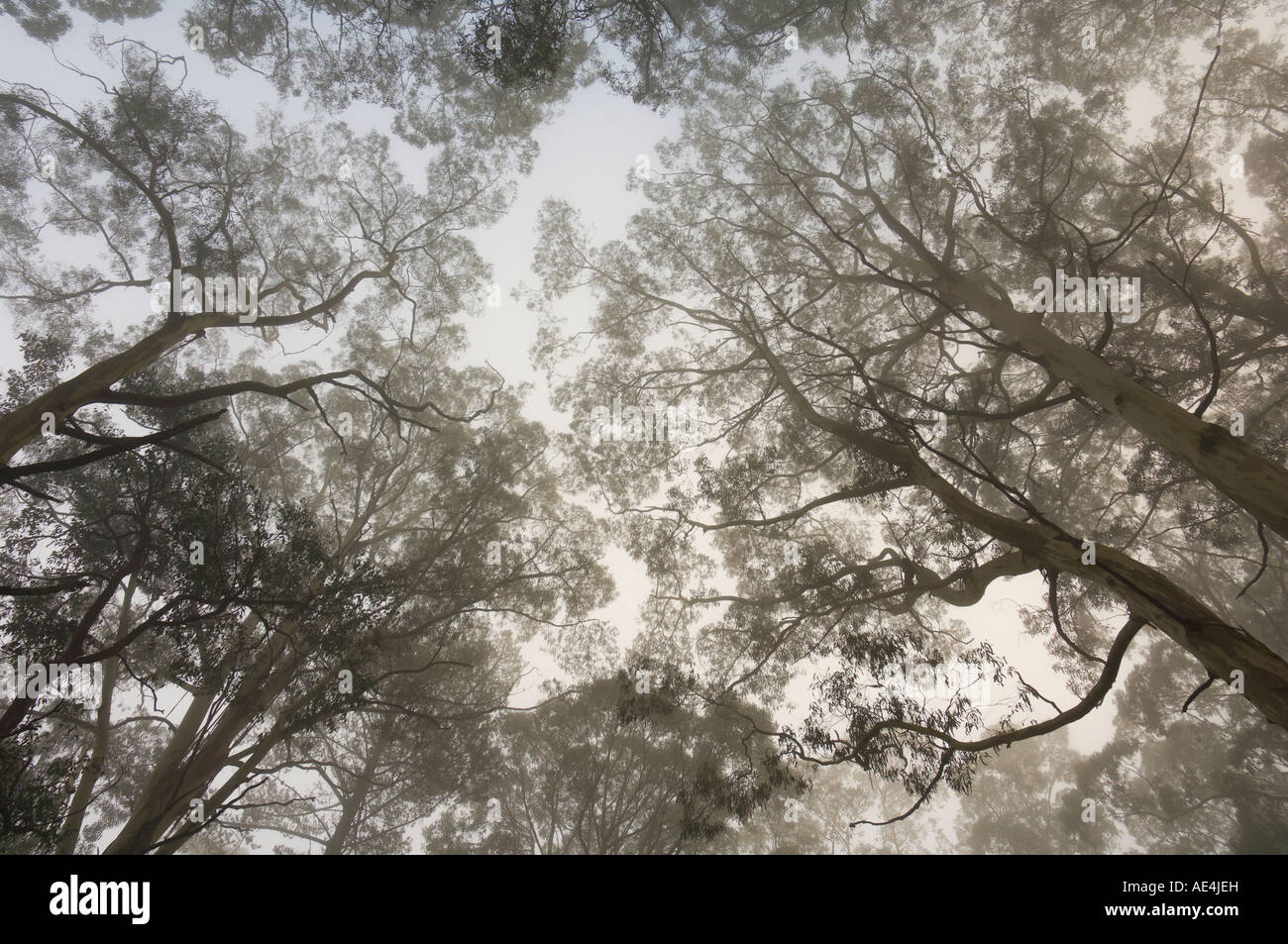Mountain ash forest and morning fog, Mount Macedon, Victoria, Australia ...