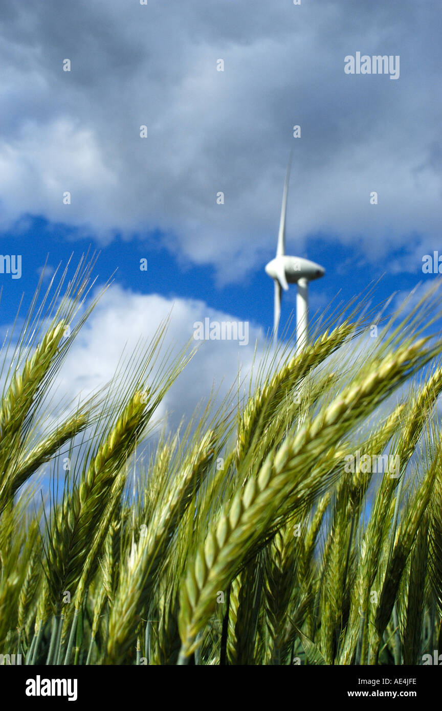 windturbine and a field of corn Stock Photo - Alamy
