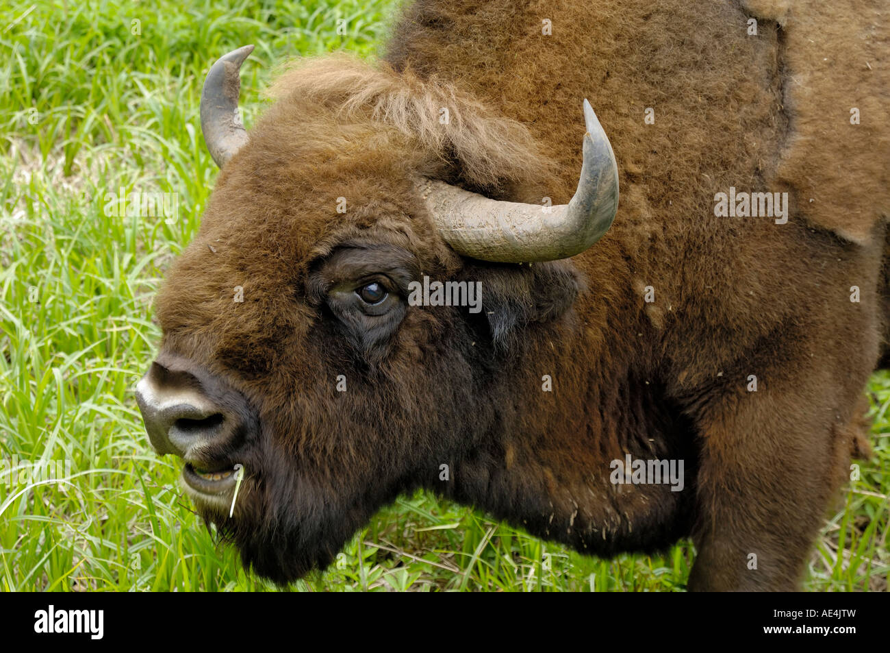 European bison at Ligatne Nature Trail, Gauja National Park, Latvia ...