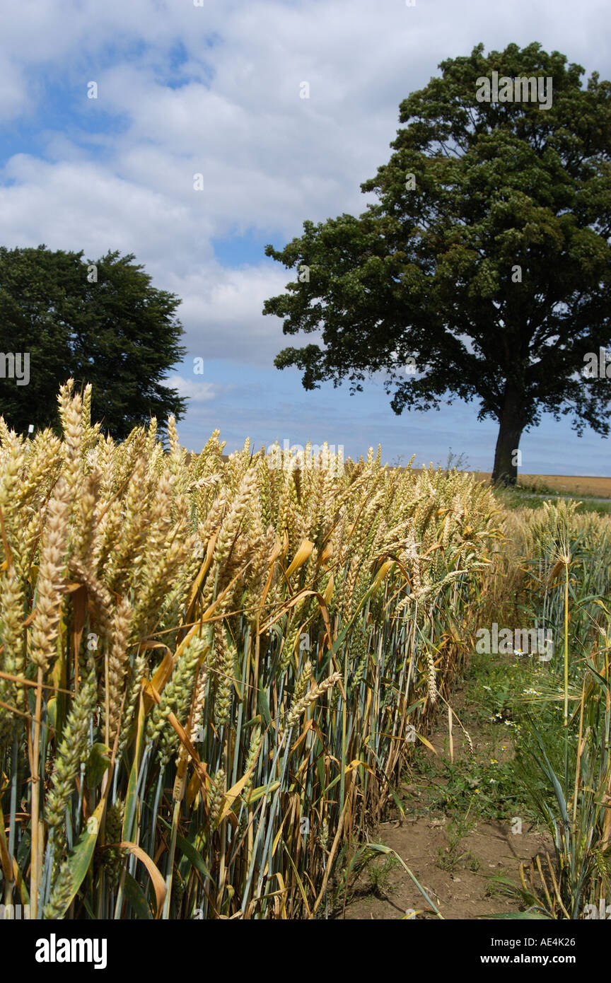 corn field in Mecklenburg Germany Stock Photo - Alamy