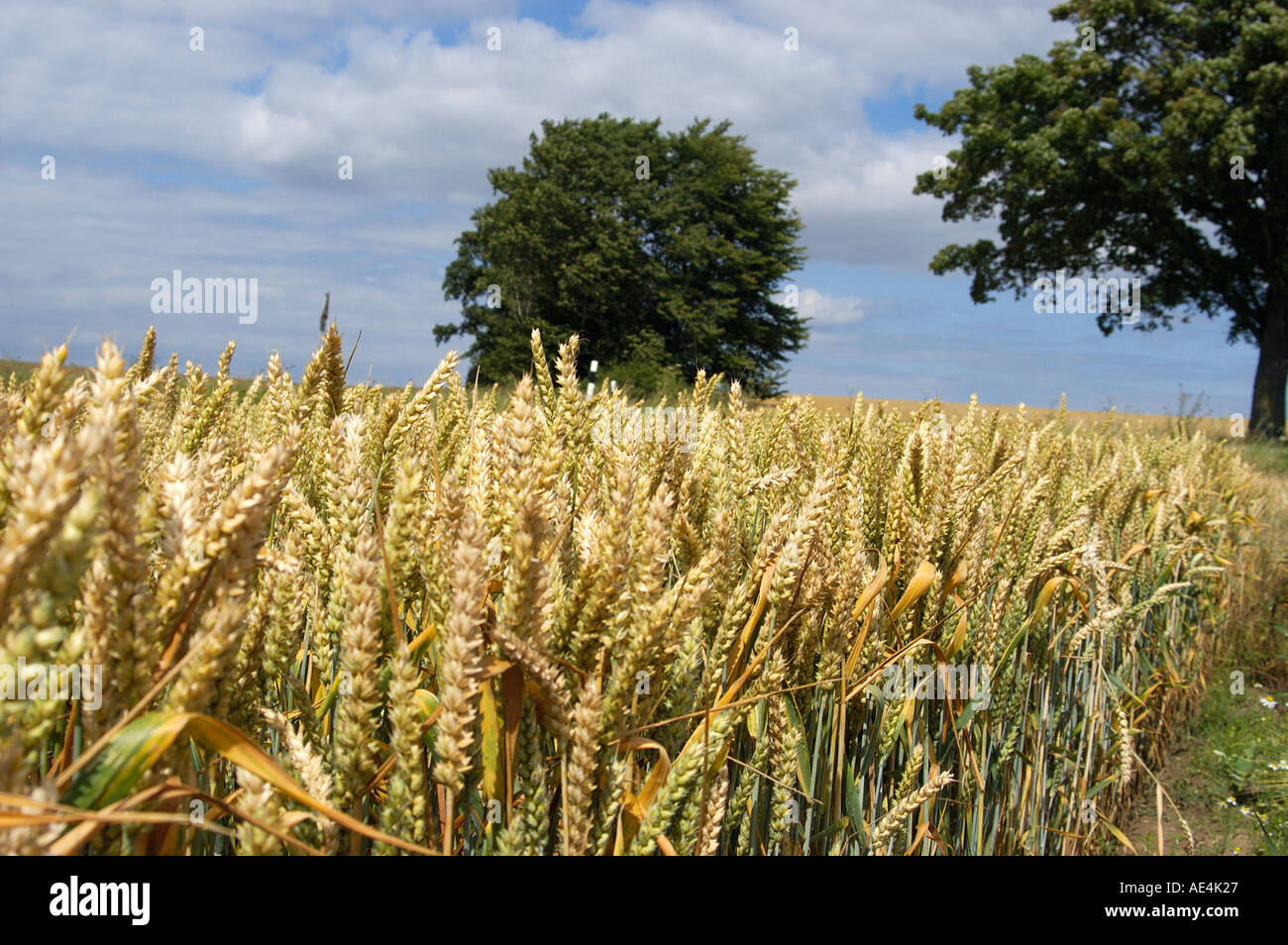 corn field in Mecklenburg Germany Stock Photo - Alamy