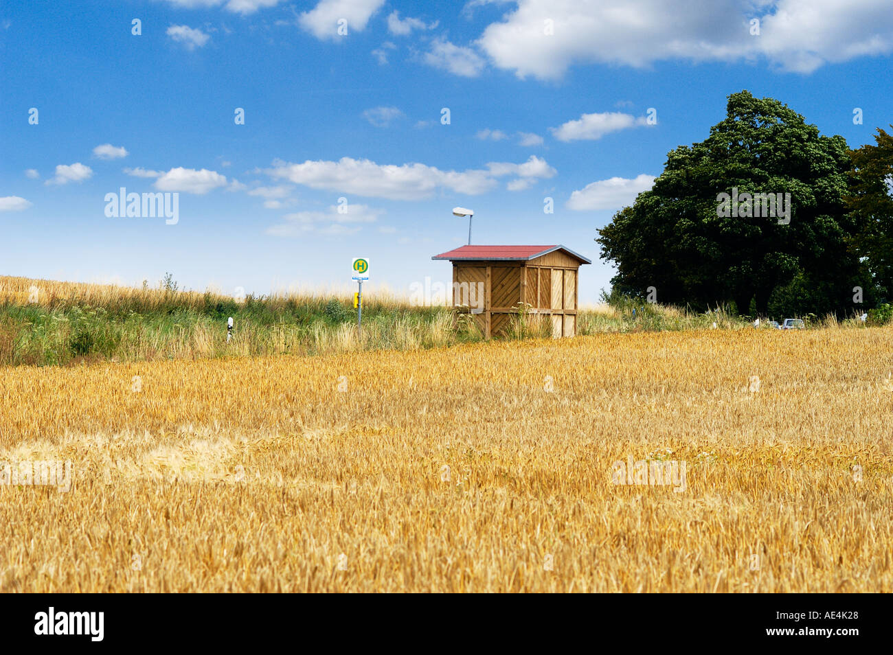 corn field in Mecklenburg Germany Stock Photo - Alamy
