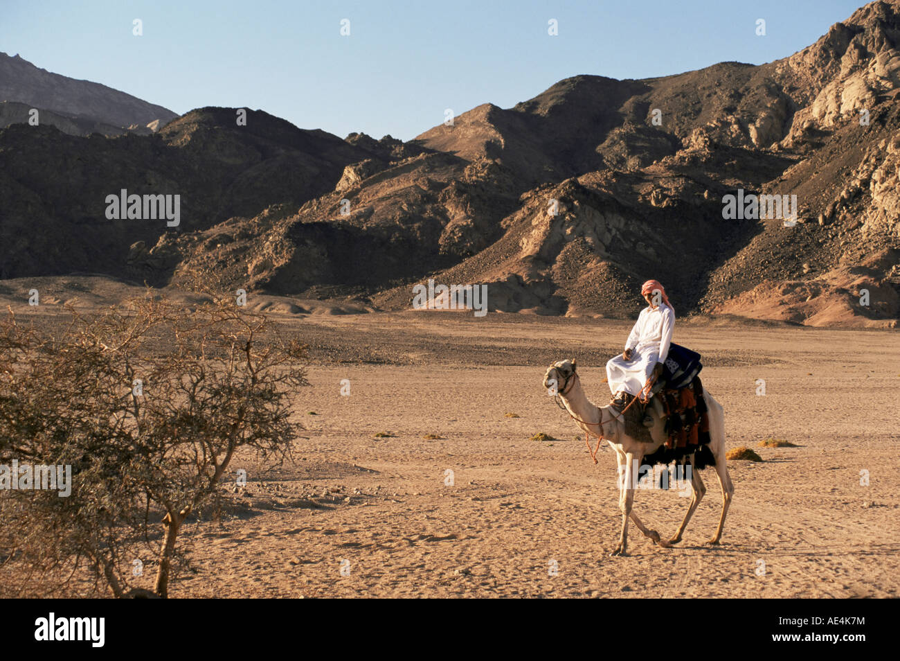Bedouin man riding camel, Sinai, Egypt, North Africa, Africa Stock Photo - Alamy