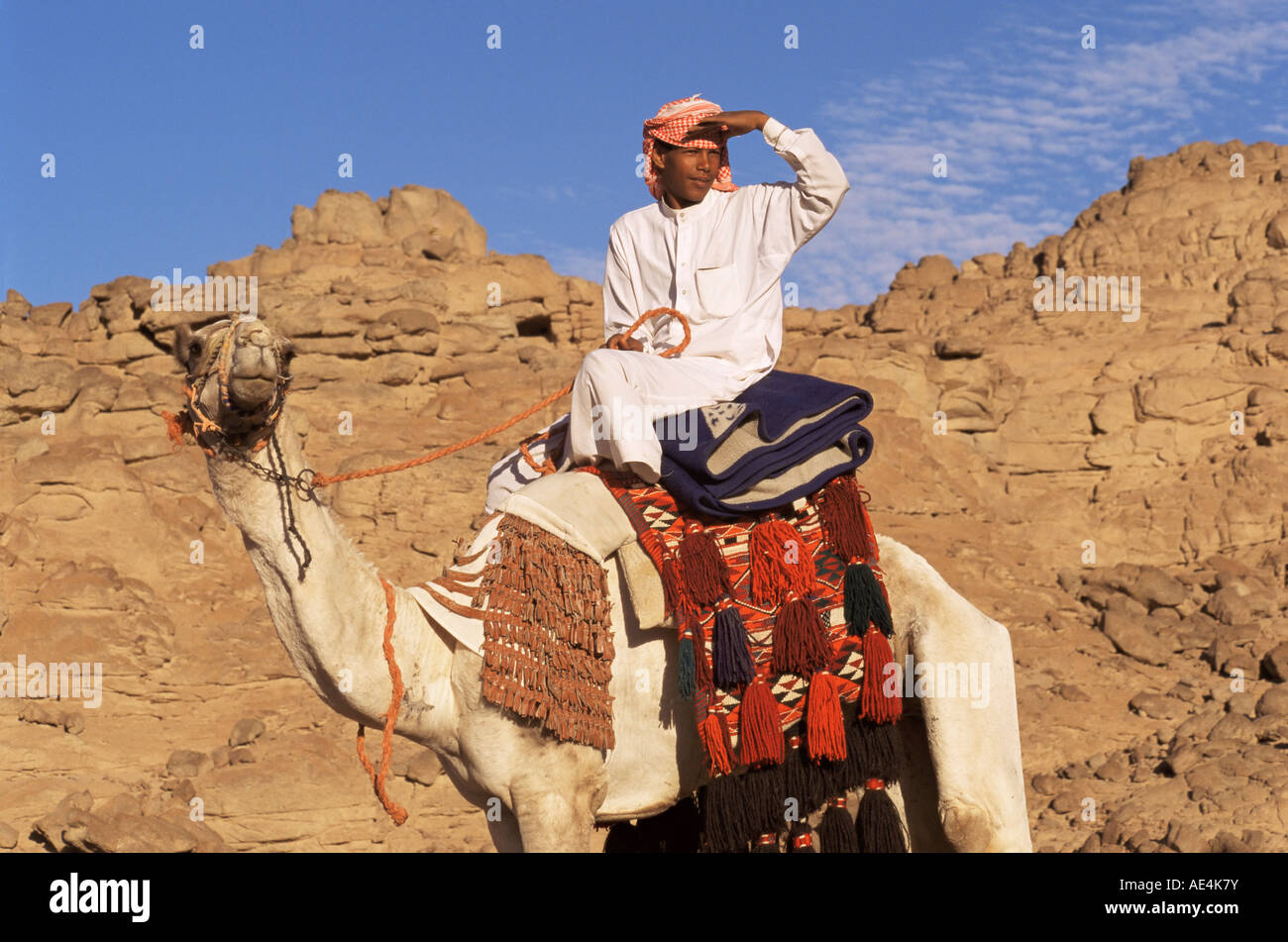 Bedouin riding camel, Sinai, Egypt, North Africa, Africa Stock Photo - Alamy