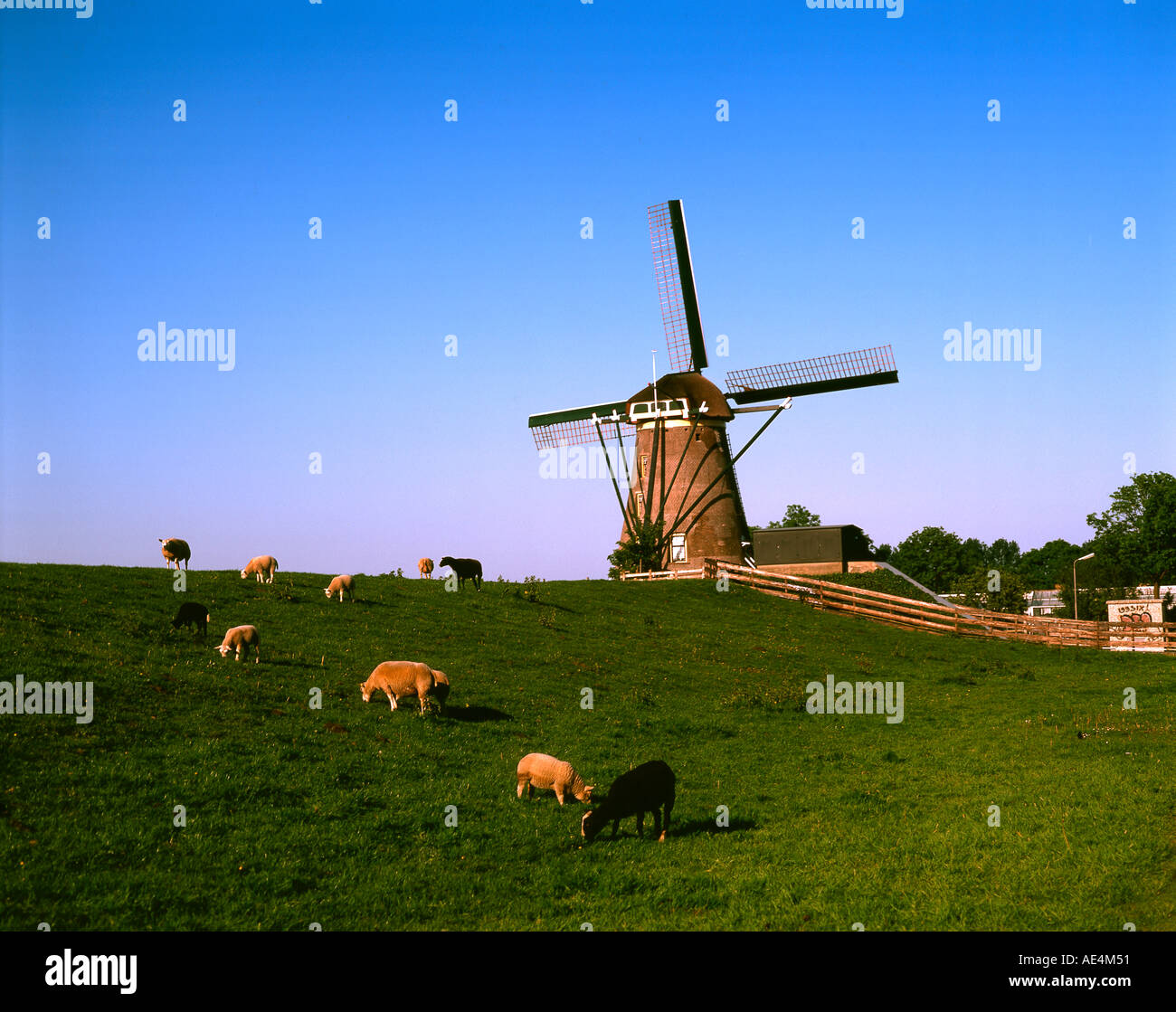 netherland wind mill willow cows Stock Photo - Alamy