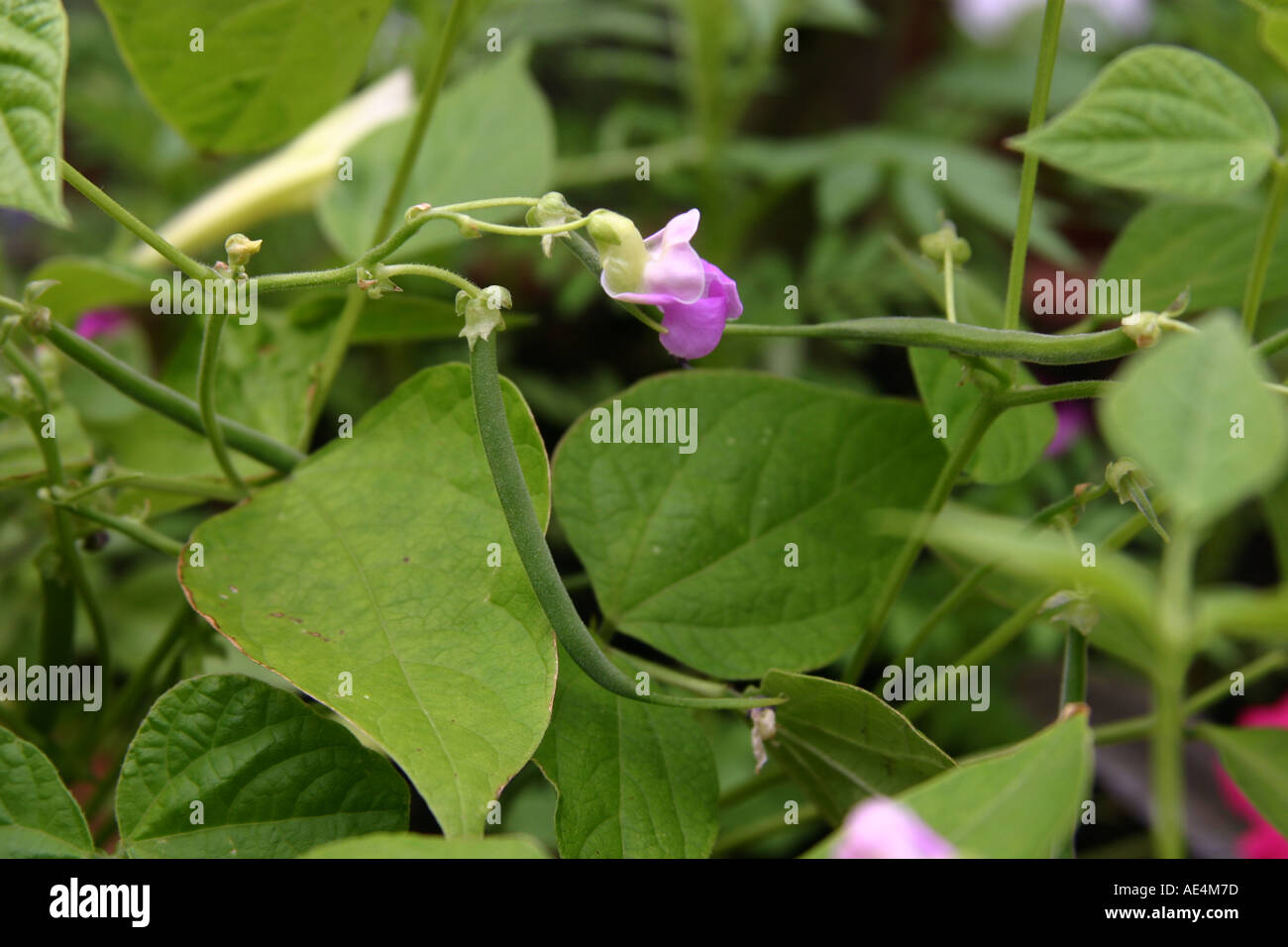 Dwarf French beans growing in tubs in garden Stock Photo - Alamy