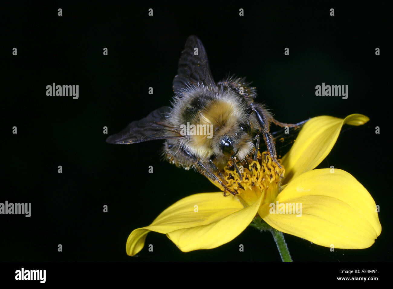 One of many types of Bumble Bee feeding on yellow flower in garden Buff ...