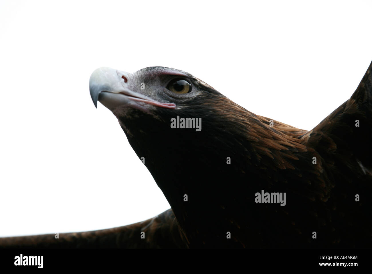 flying wedge-tailed eagle Stock Photo - Alamy