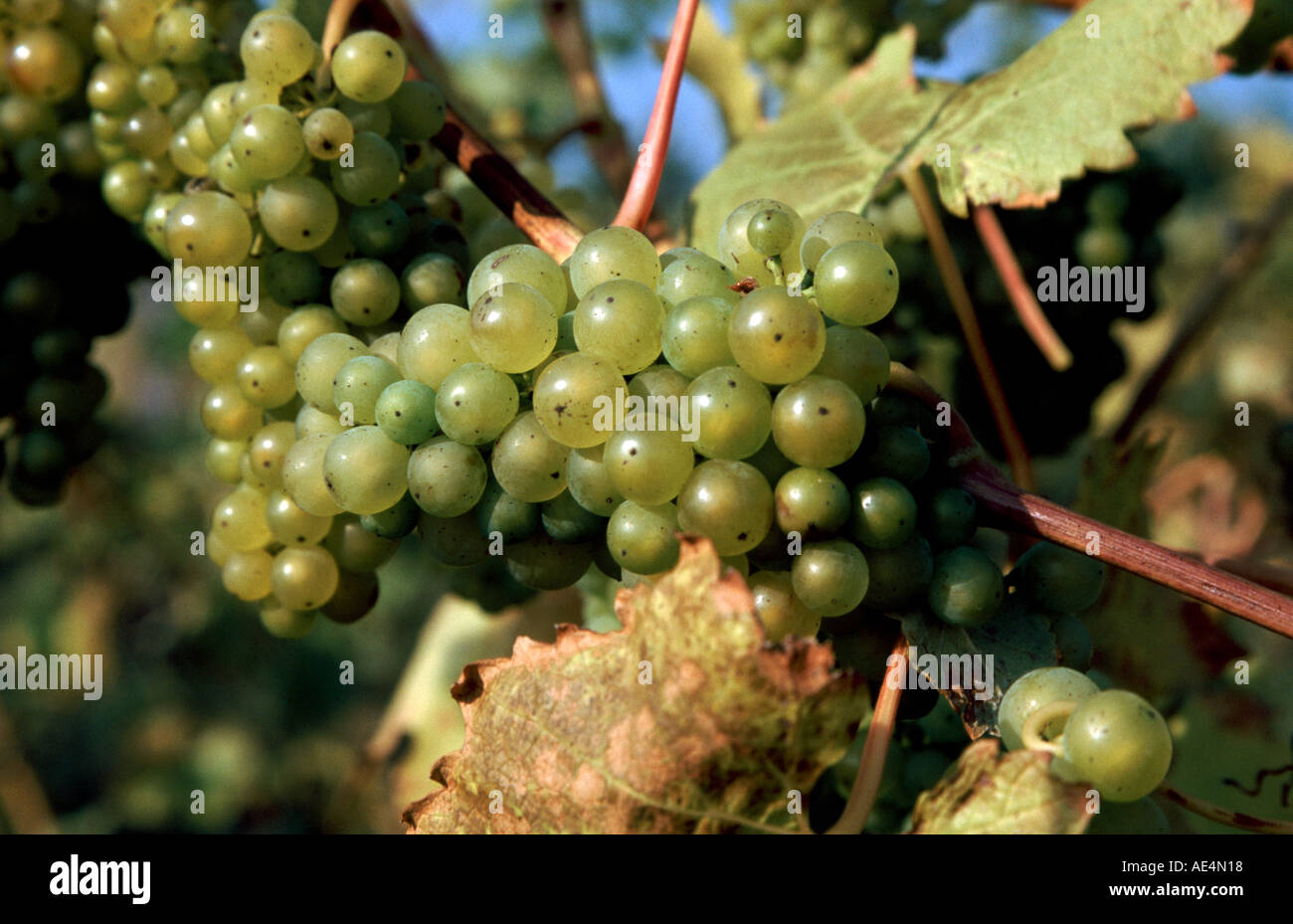 Grapes vine green hi-res stock photography and images - Alamy