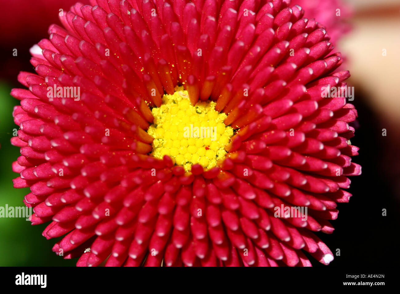 Rob Roy - red Bellis perennis Stock Photo - Alamy