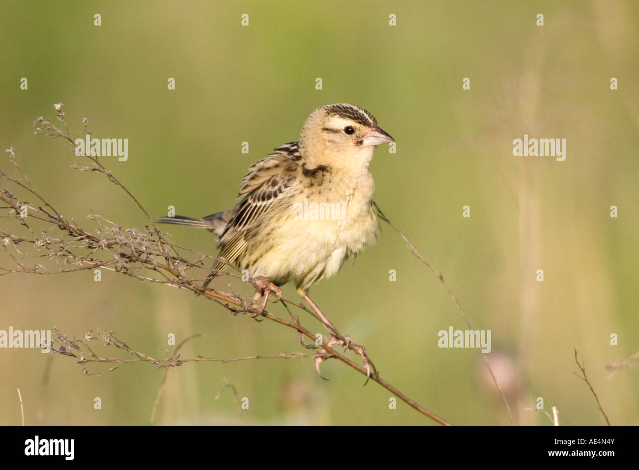 Bobolink Dolichonyx oryzivorus Tamarack Aitkin County Minnesota Unites ...