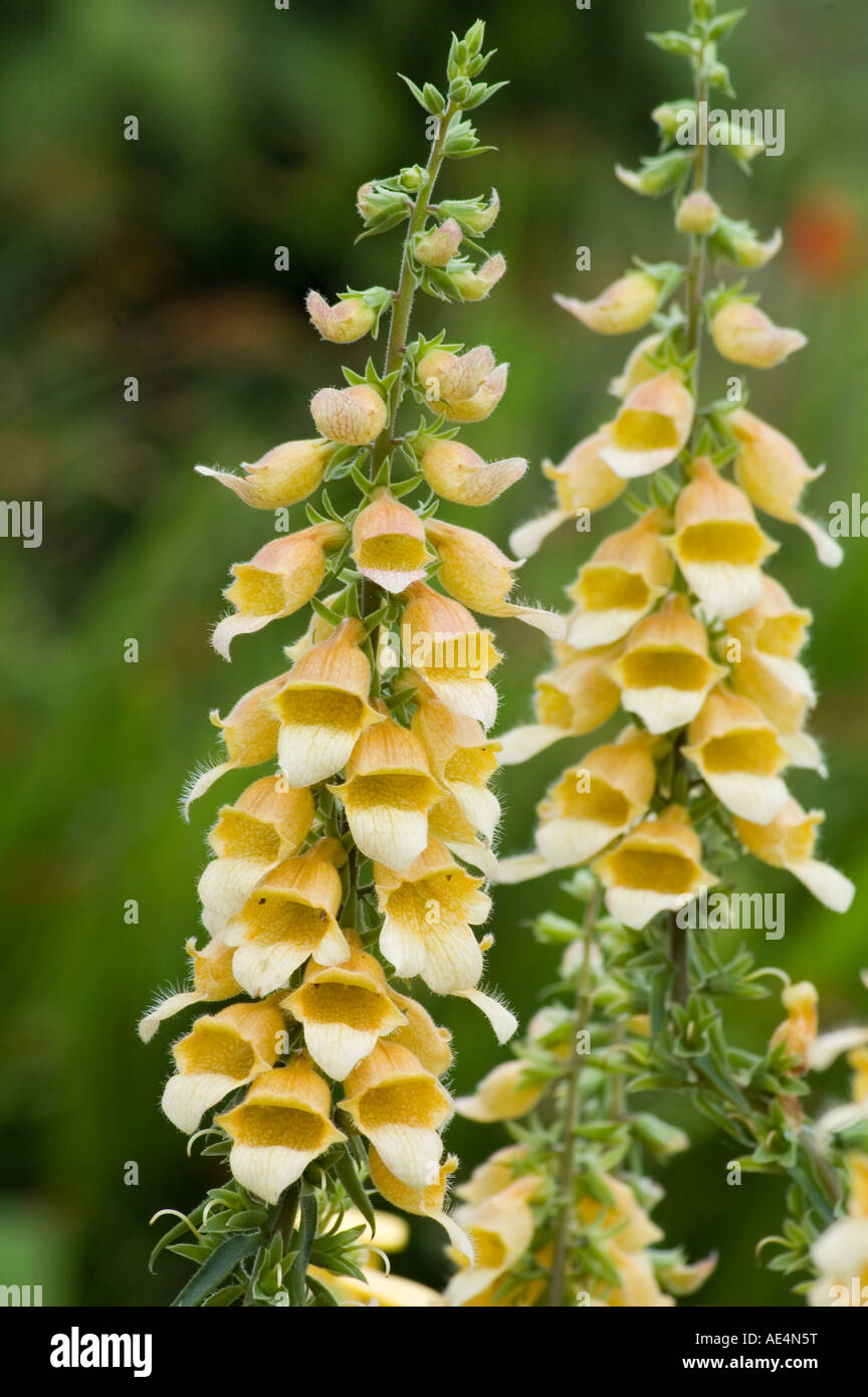 Digitalis spice island hi-res stock photography and images - Alamy