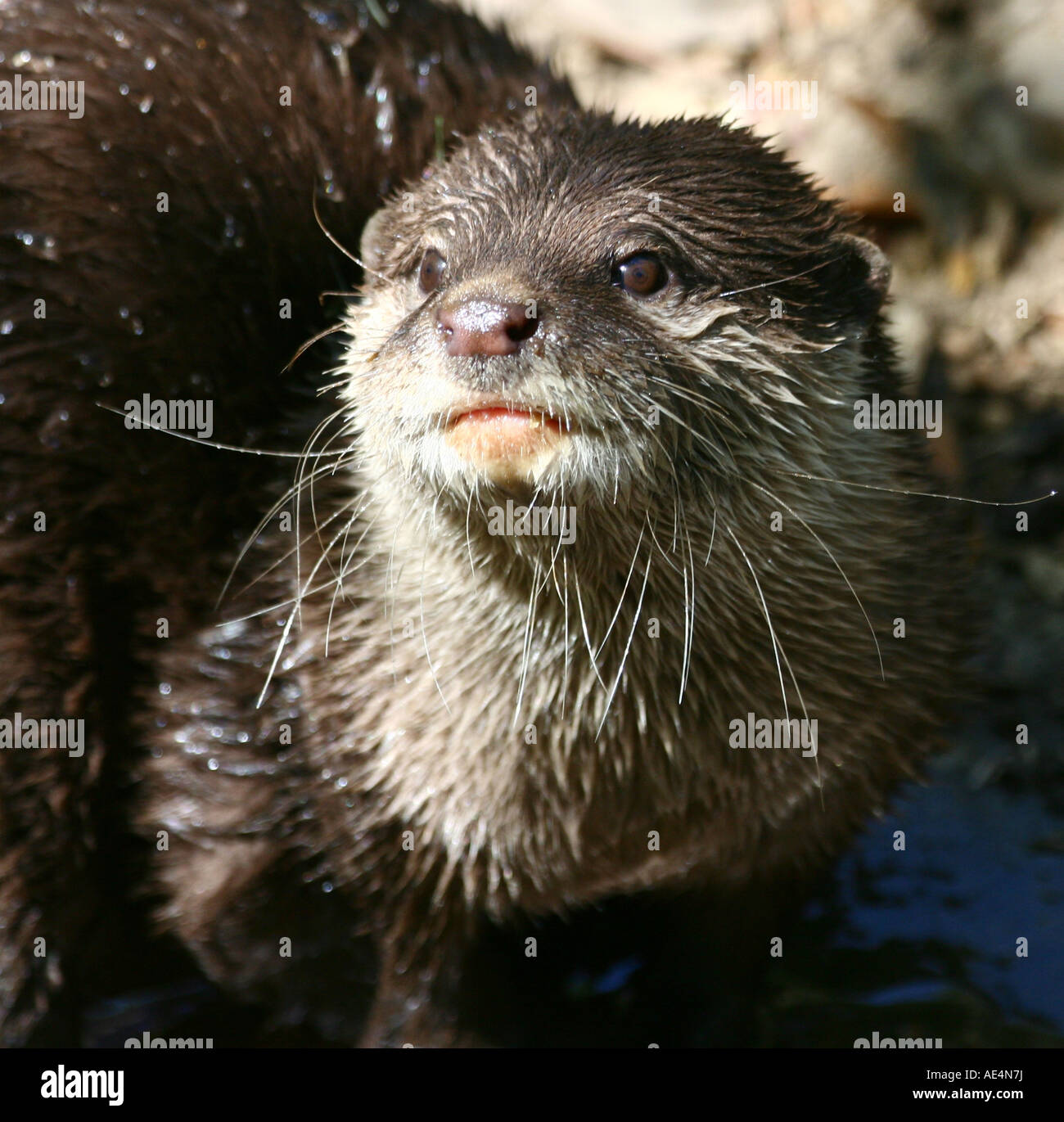 Fish otter portrait - Lutra lutra Stock Photo - Alamy