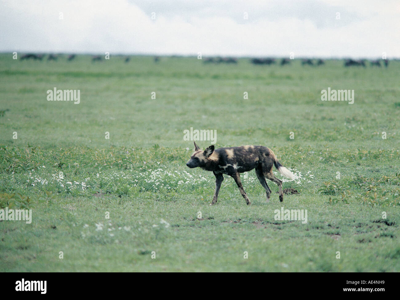 African wolves hi-res stock photography and images - Alamy