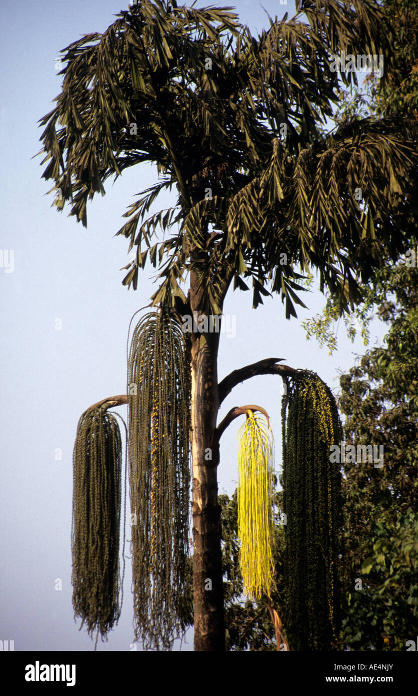 A flowering Fish-tail Palm tree at Chiplun, Maharashtra Stock Photo - Alamy