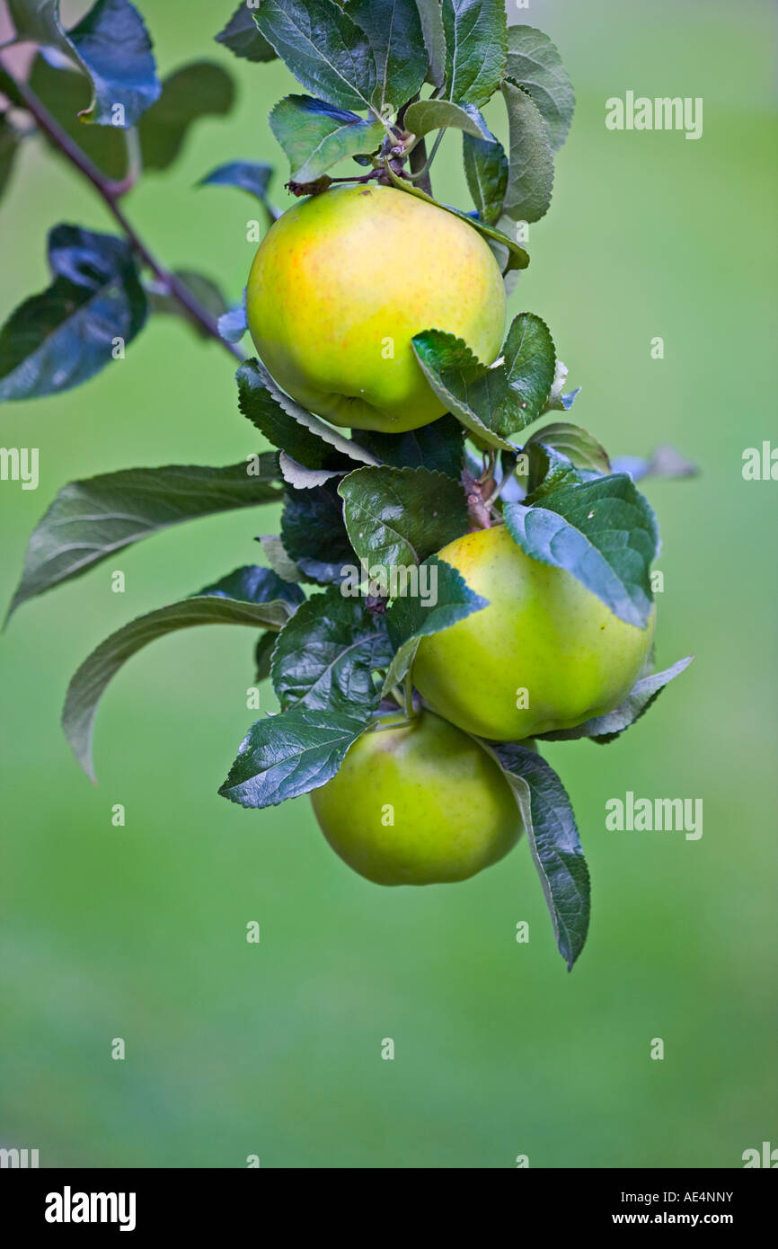Apple variety George Neal ripening on the tree in an English orchard ...