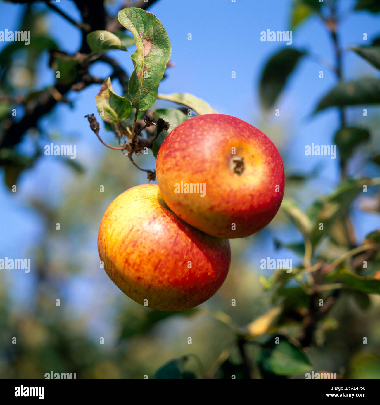 Delicious looking Charles Ross apples growing on a tree Stock Photo - Alamy