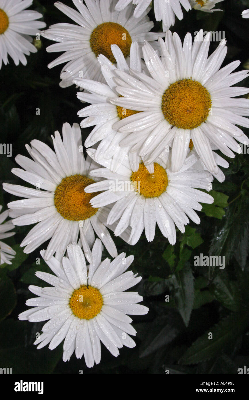 Daisys bunch hi-res stock photography and images - Alamy
