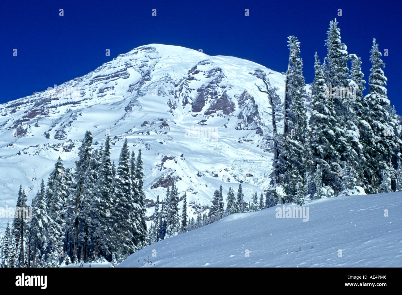 Snow cloaks Mount Rainer in Mount Rainer National Park near Seattle and ...