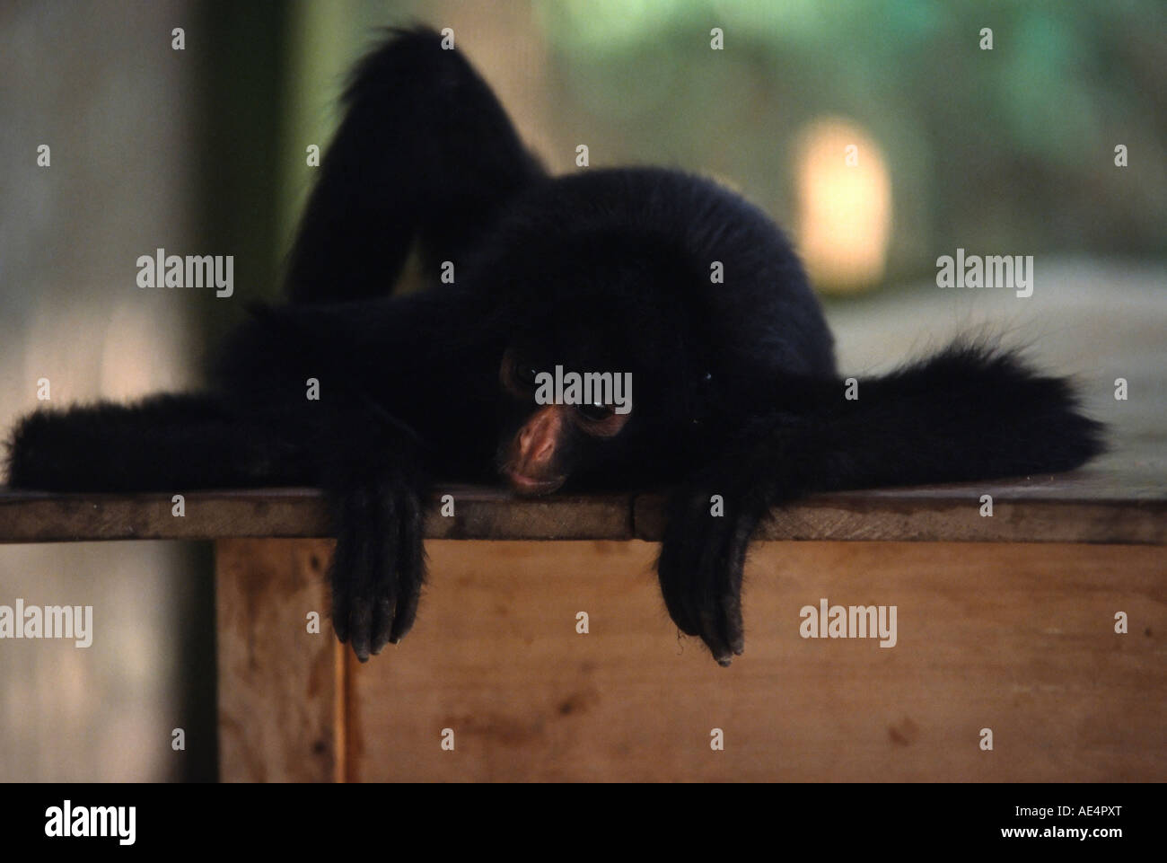 Spider monkey - Amazon basin, Beni BOLIVIA Stock Photo - Alamy