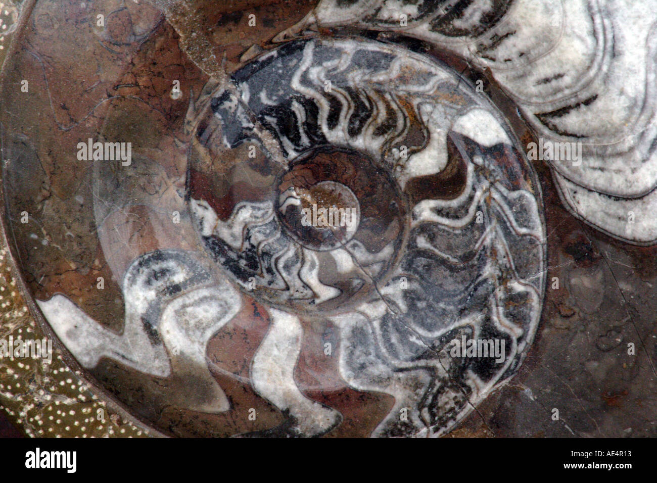 Fossil like shell hi-res stock photography and images - Alamy