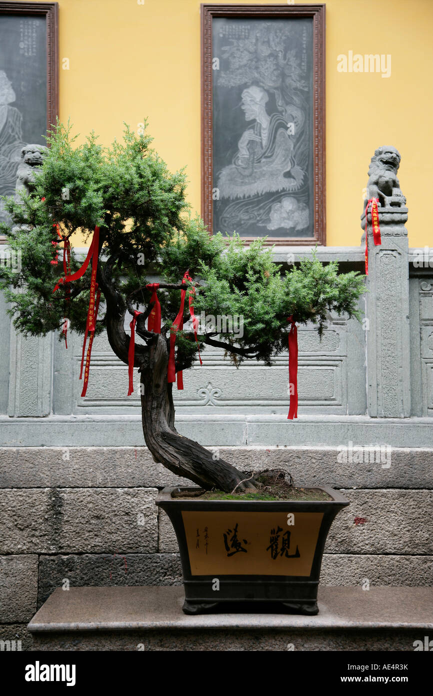Tree with prayer ribbons, Jade Buddha temple, Shanghai, China, Asia ...