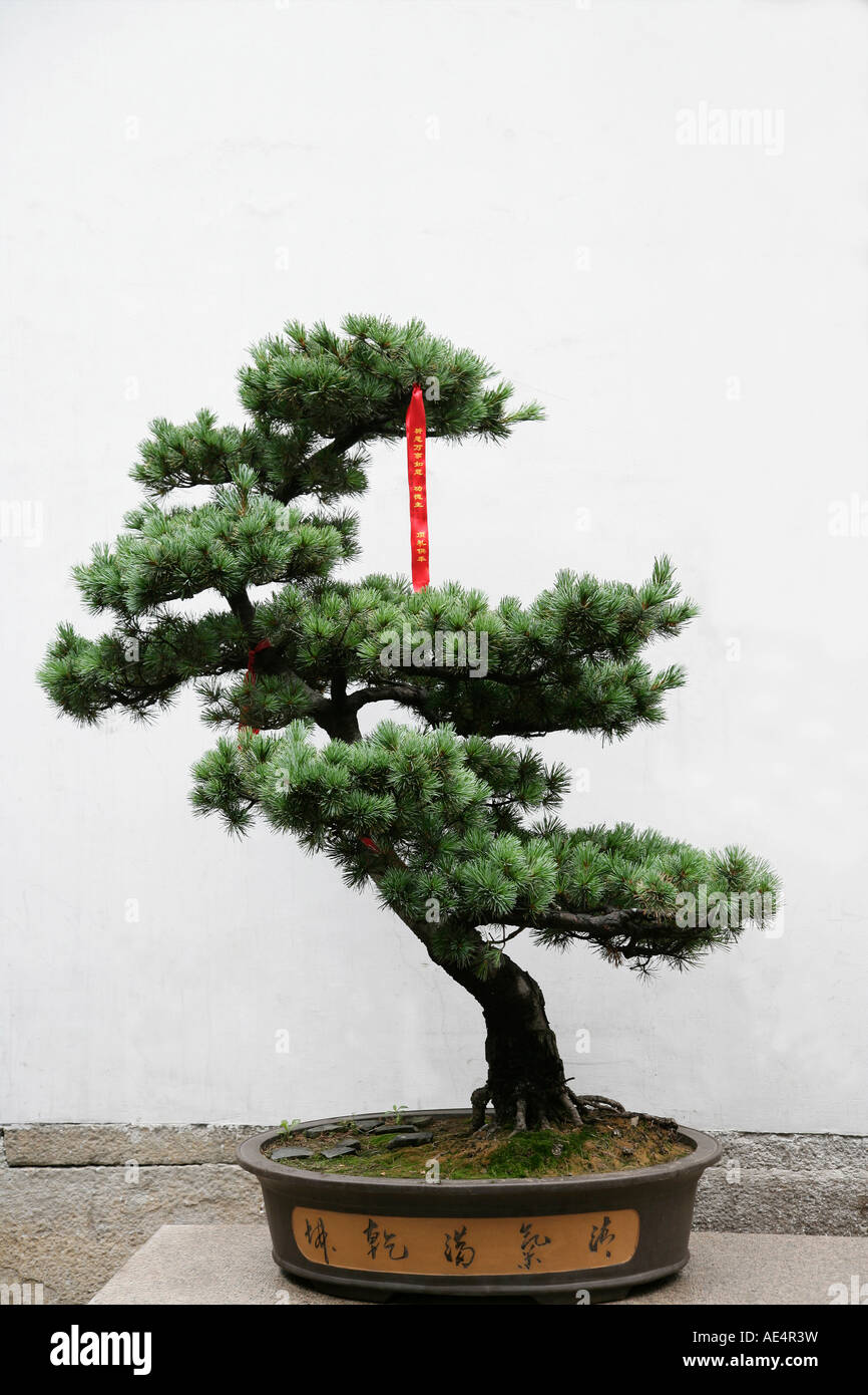 Tree with prayer ribbon, Jade Buddha temple, Shanghai, China, Asia ...