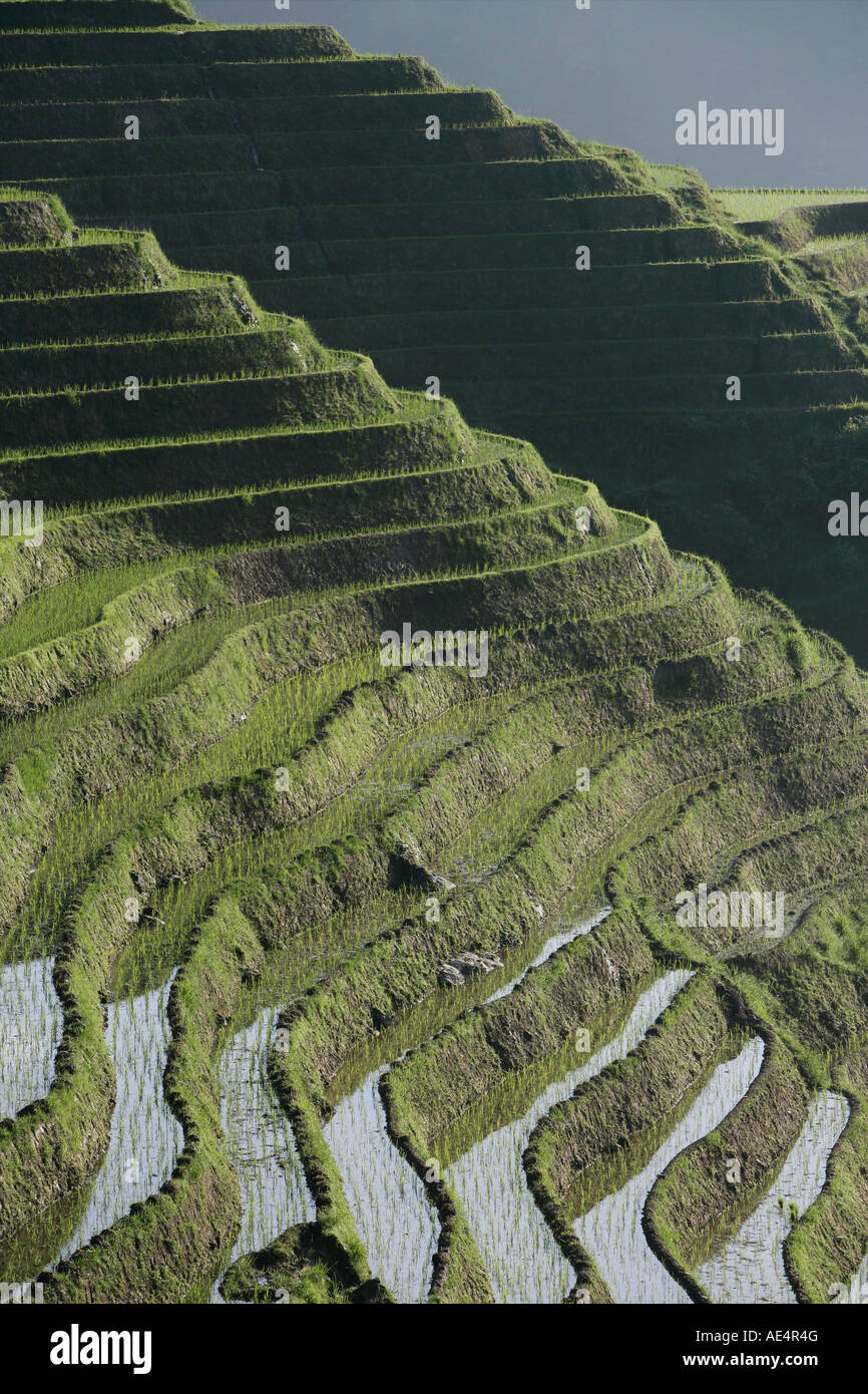 Longsheng terraced ricefields, Guangxi Province, China, Asia Stock ...