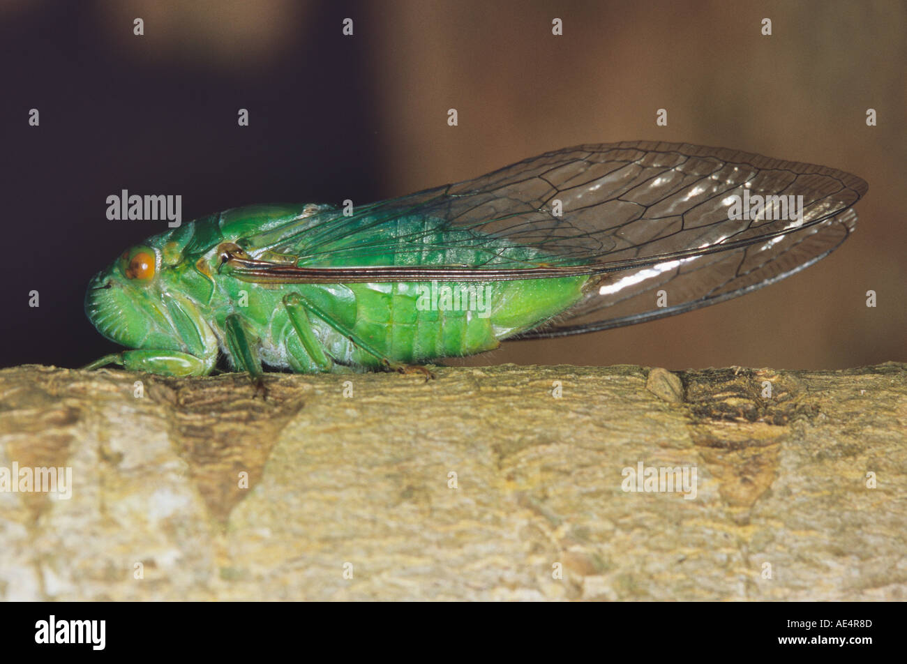 A rainforest cicada clinging to a tree, Central Kalimantan (Borneo ...