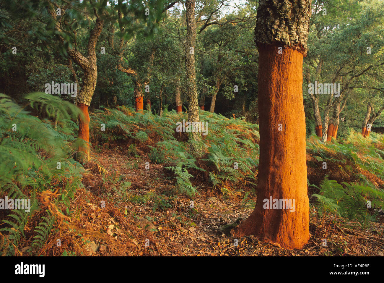 Cork oak trees hi-res stock photography and images - Alamy