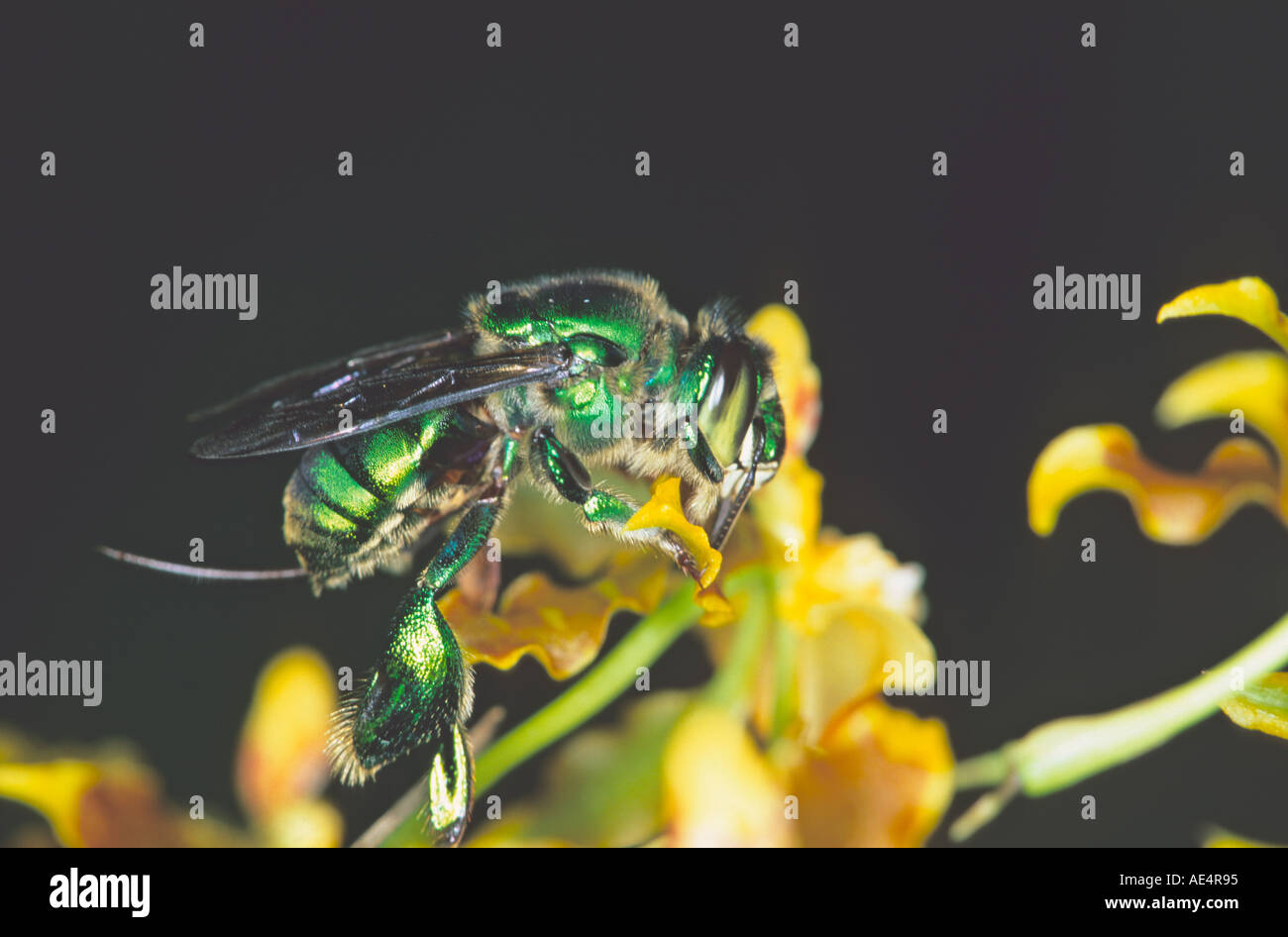 Euglossine bee on orchid in the Amazon rainforest, near Manaus Brazil ...