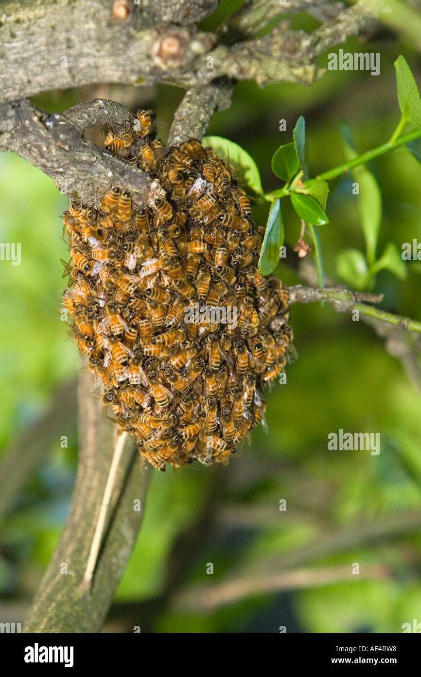 Honey Bee Hive Stock Photo - Alamy