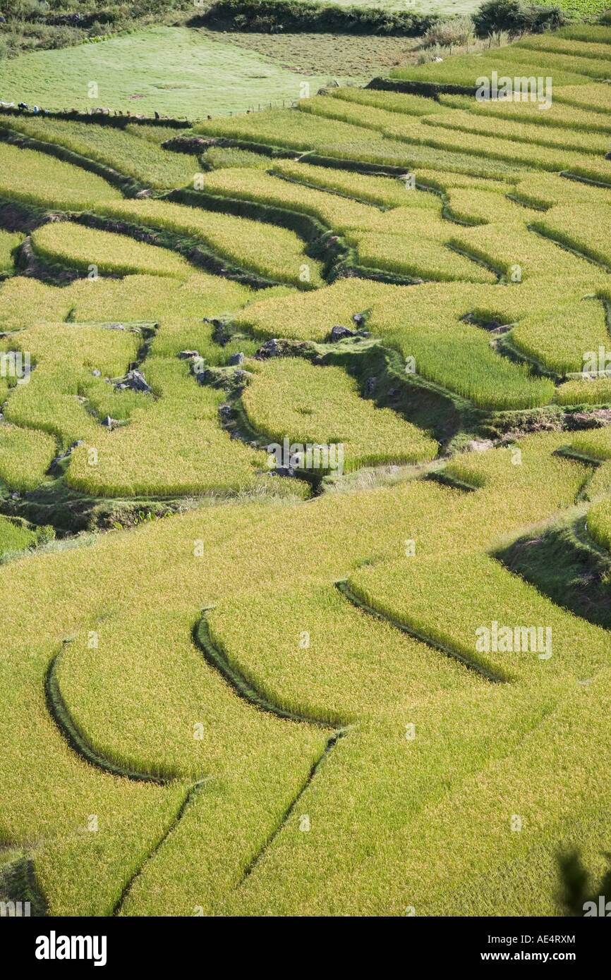 Terraced rice fields, Paro, Bhutan, Asia Stock Photo - Alamy