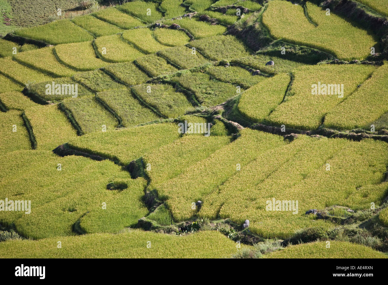 Terraced rice fields, Paro, Bhutan, Asia Stock Photo - Alamy