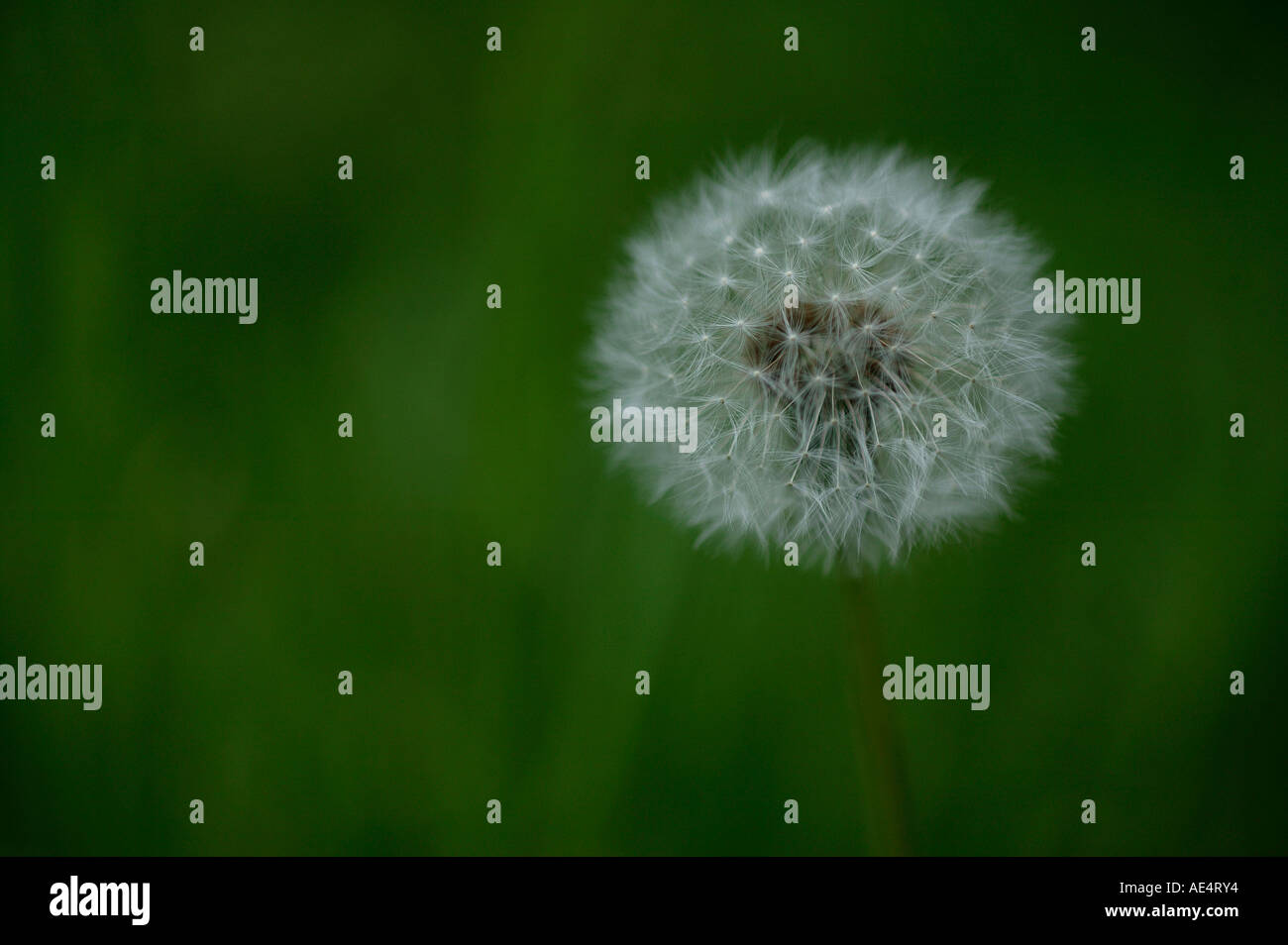 Dandilion leaves hi-res stock photography and images - Alamy