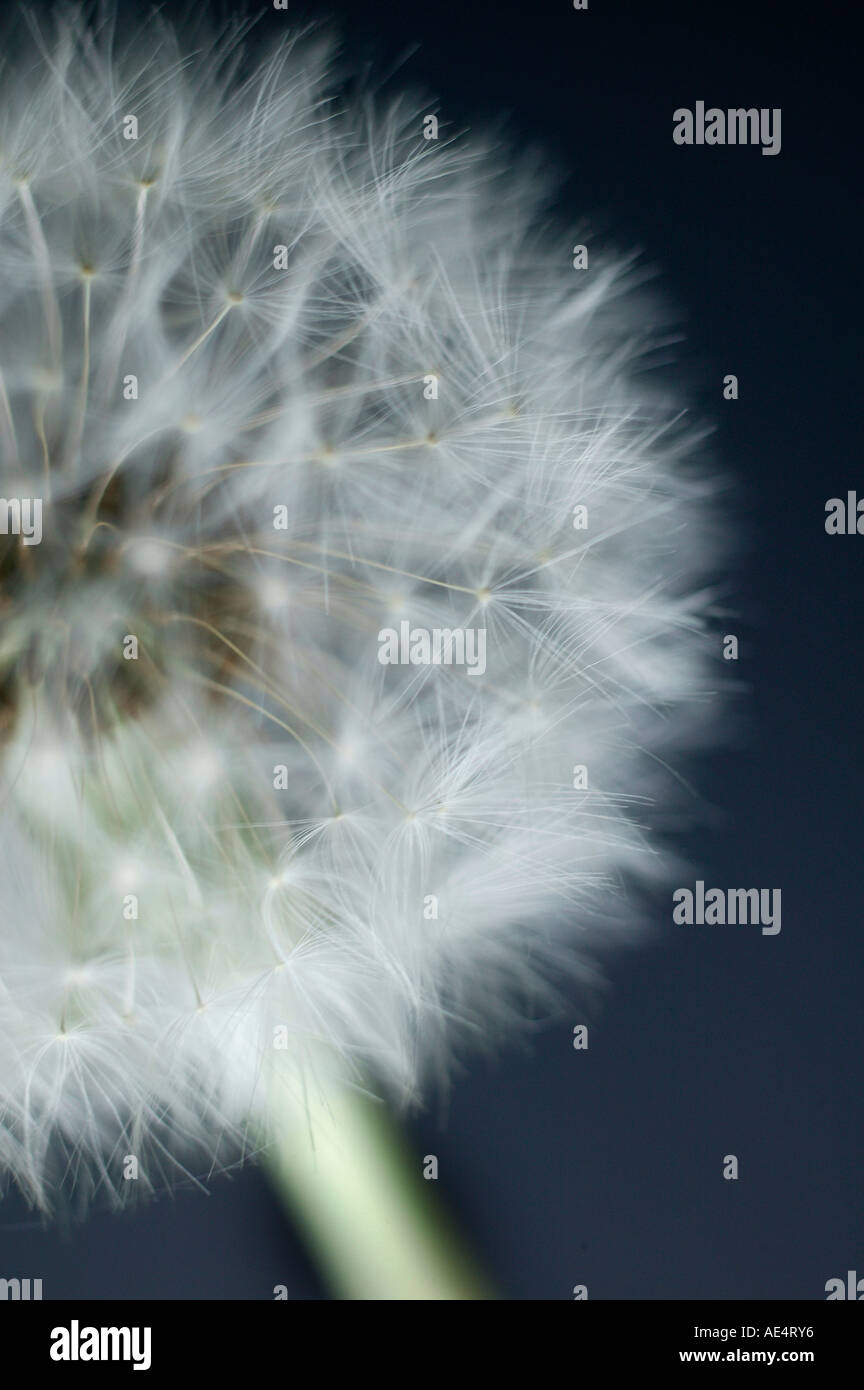 Dandilion leaves hi-res stock photography and images - Alamy