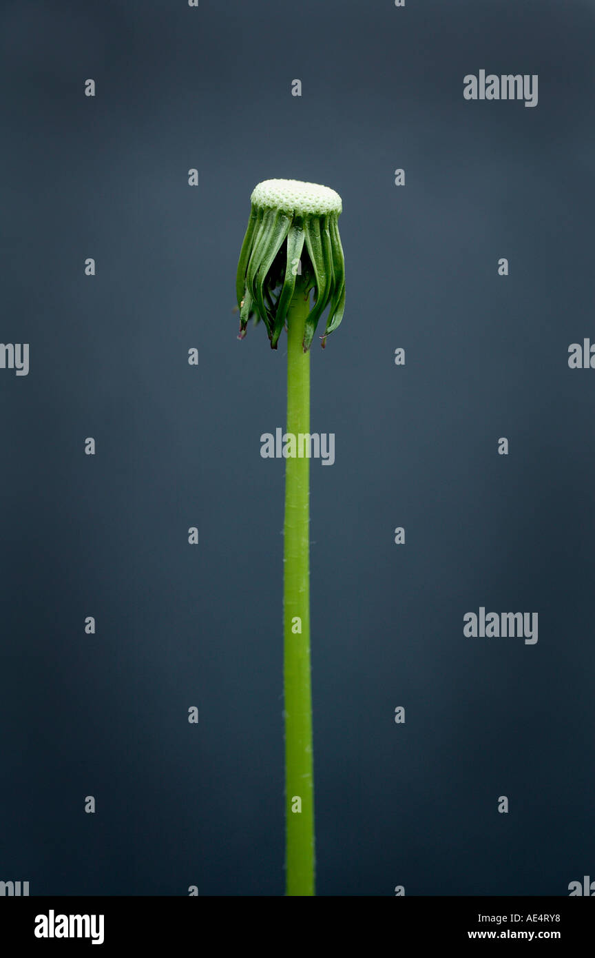 Dandilion leaves hi-res stock photography and images - Alamy