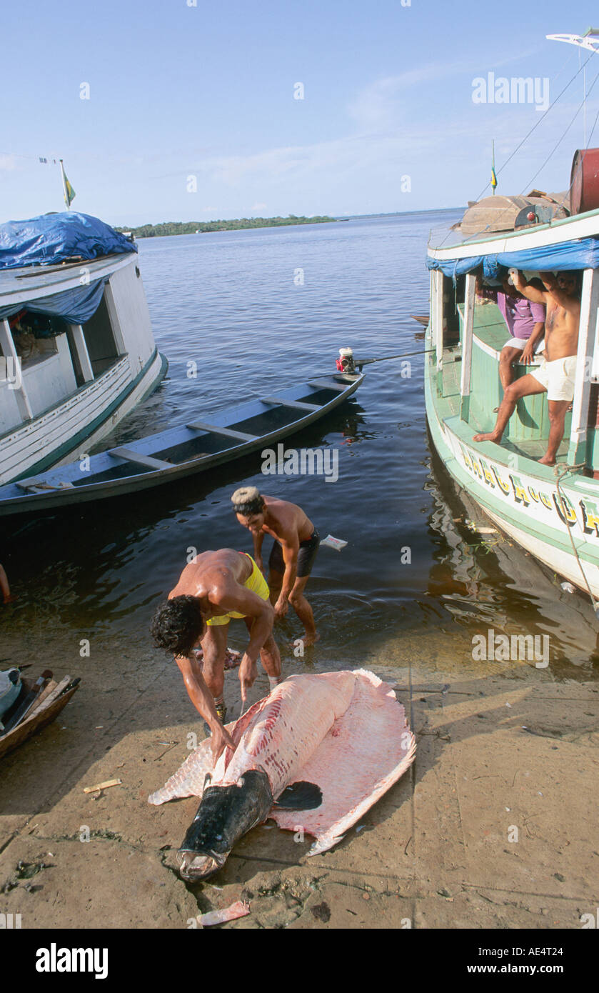 Skinning a pirarucu fish in the Amazon port of Tefe, Amazonanas, Brazil ...