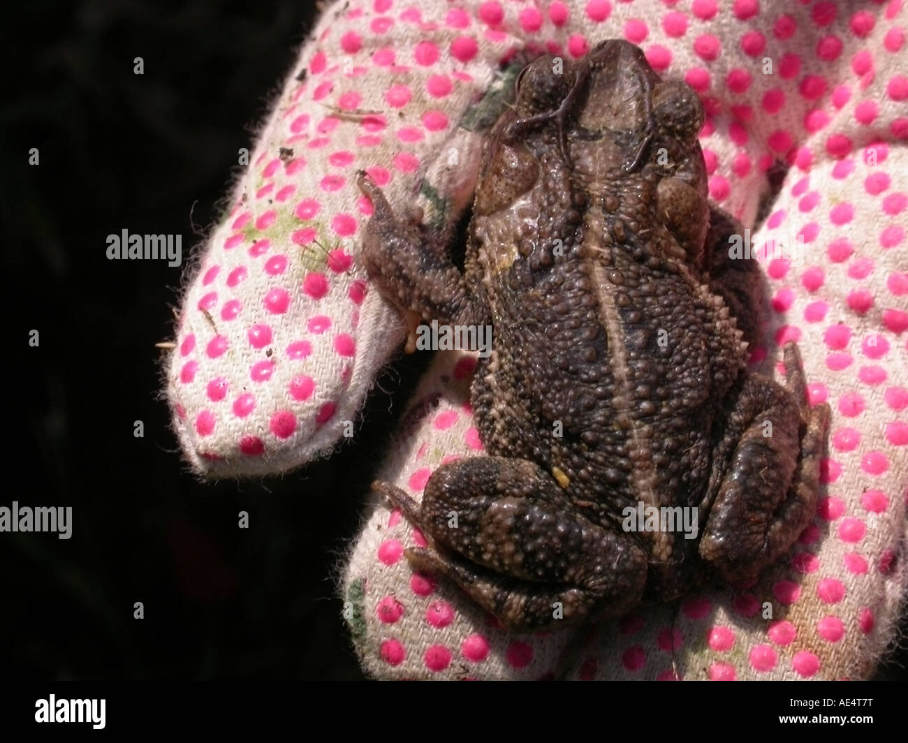 Scaly frog hi-res stock photography and images - Alamy