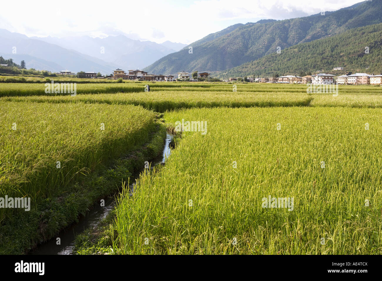 Rice fields, Paro, Bhutan, Asia Stock Photo - Alamy