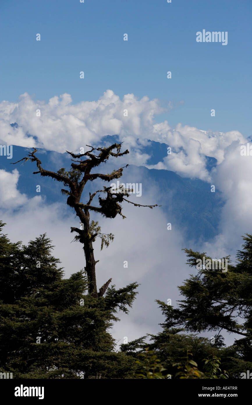 Trees and the Himalayas, Bhutan, Asia Stock Photo - Alamy