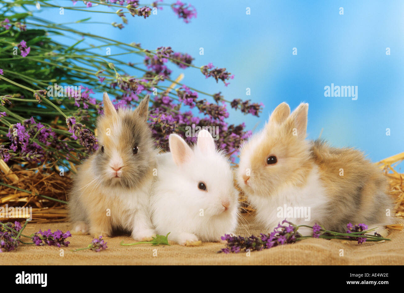 Three rabbits hi-res stock photography and images - Alamy